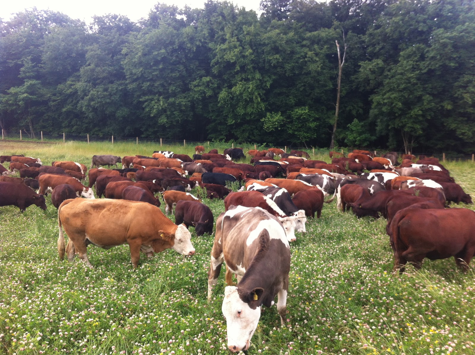 The ruminant goes mob grazing